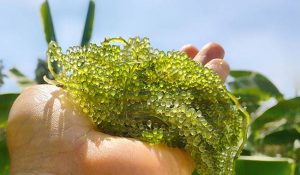 How To Start An Algae Farm Using Hydroponics - The Gardener