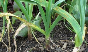 Why Is My Garlic Rotting In The Ground? - The Gardener