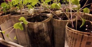How To Make Paper Plant Pots – DIY - The Gardener